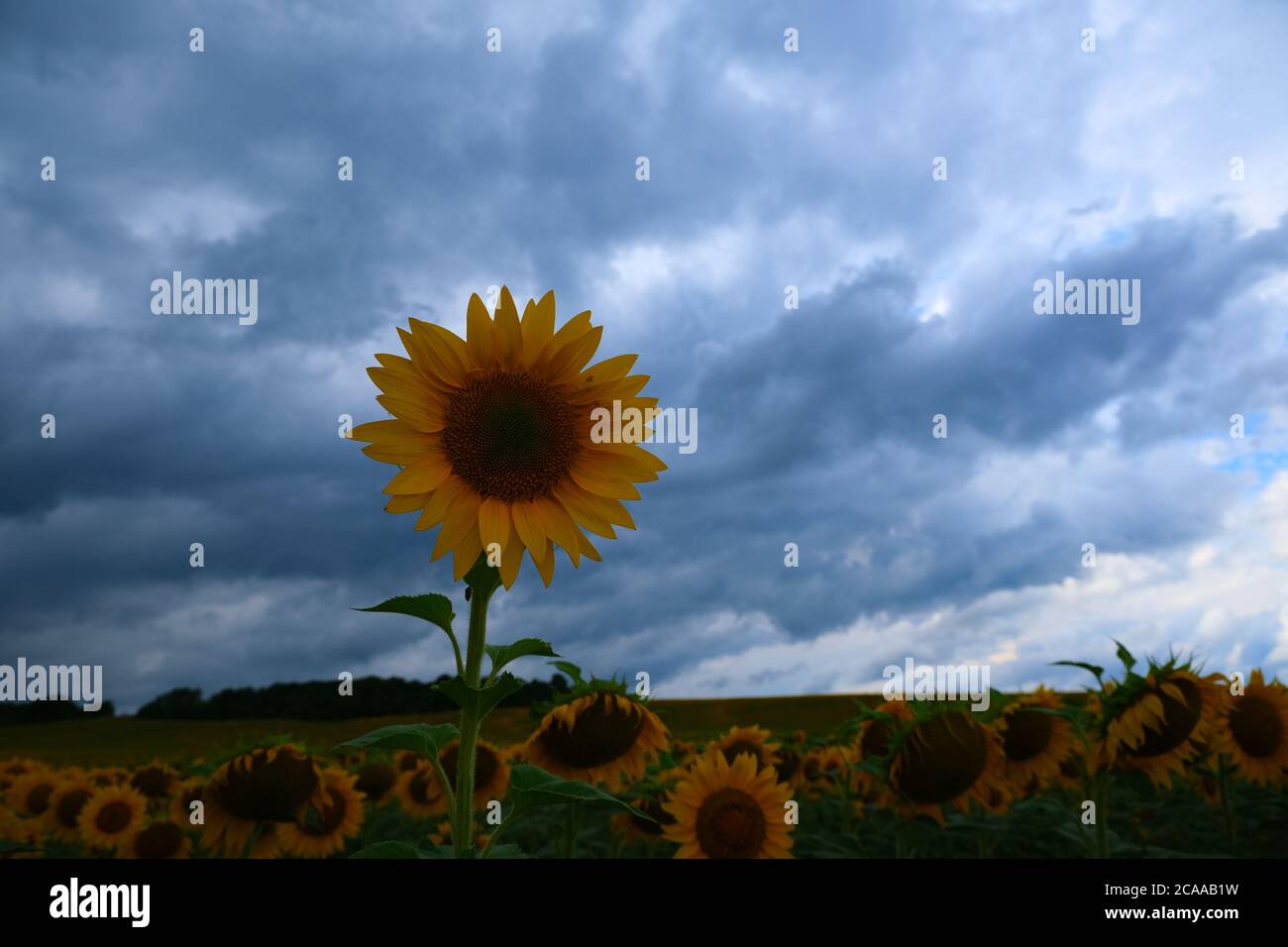 Sunflower field landscape. field of blooming sunflowers on a background ...