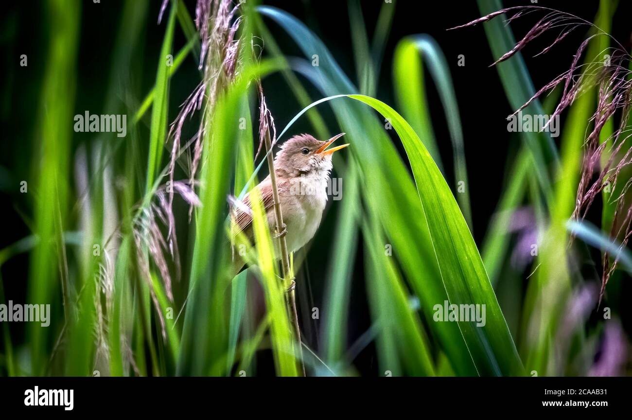 The great reed warbler Acrocephalus arundinaceus. Water bird hunt ...