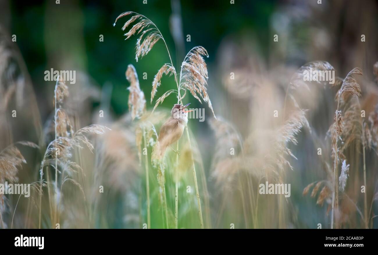 The great reed warbler Acrocephalus arundinaceus. Water bird hunt ...