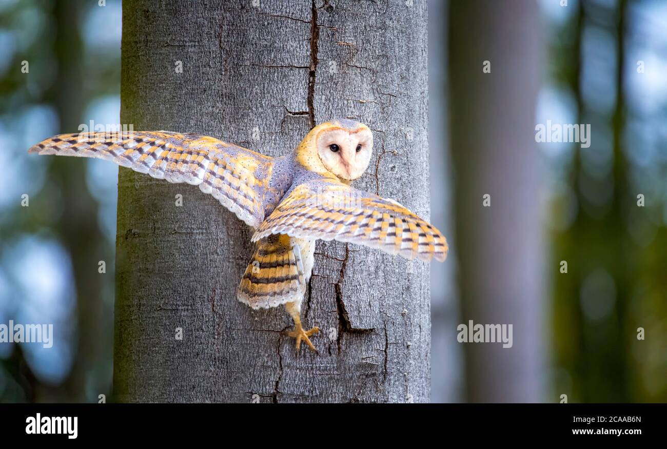 Owl in the dark forest. Barn owl, Tyto alba, nice bird sitting on the ...