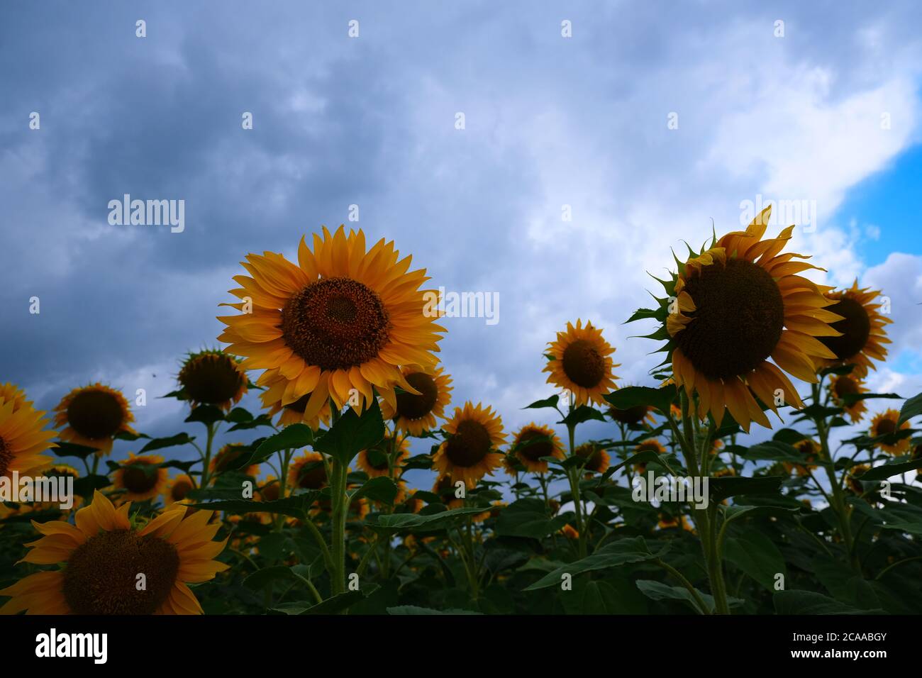 Sunflower field landscape. field of blooming sunflowers on a background ...