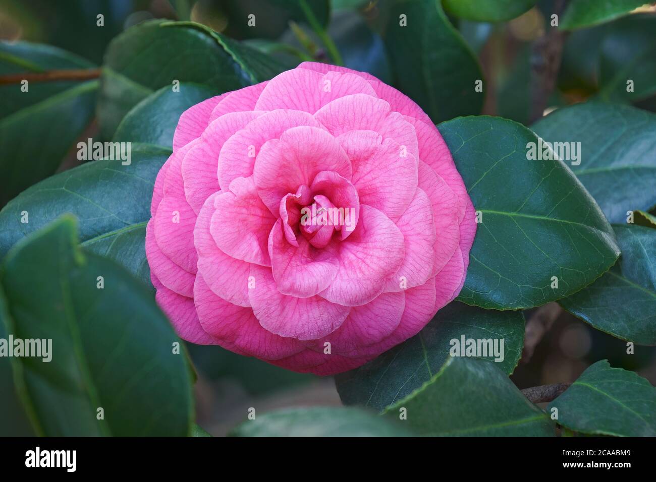 Jerry Hill Japanese Camellia (Camellia japonica 'Jerry Hill' Stock ...