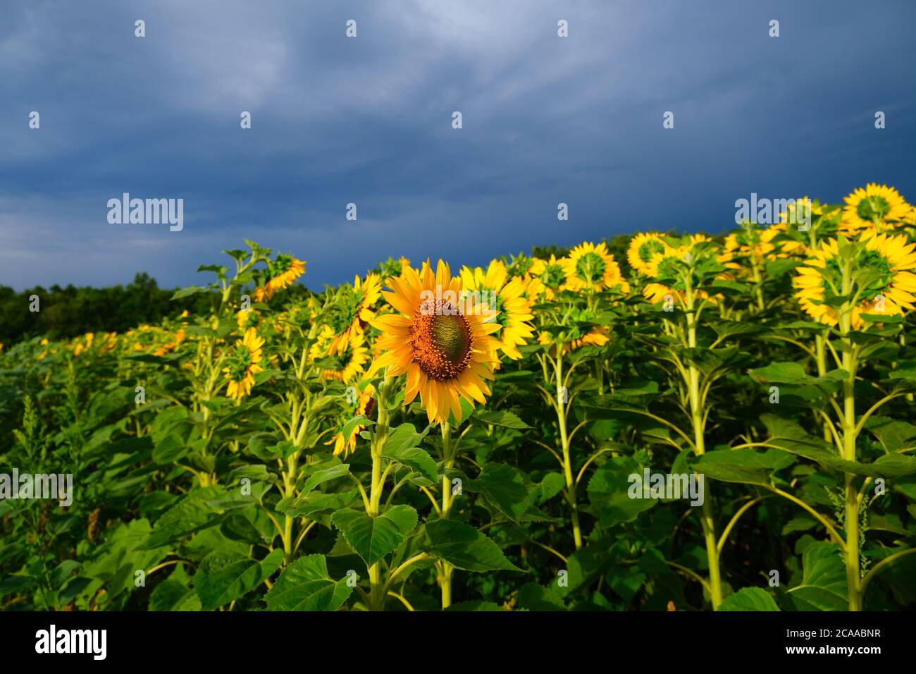 Sunflower field landscape. field of blooming sunflowers on a background ...