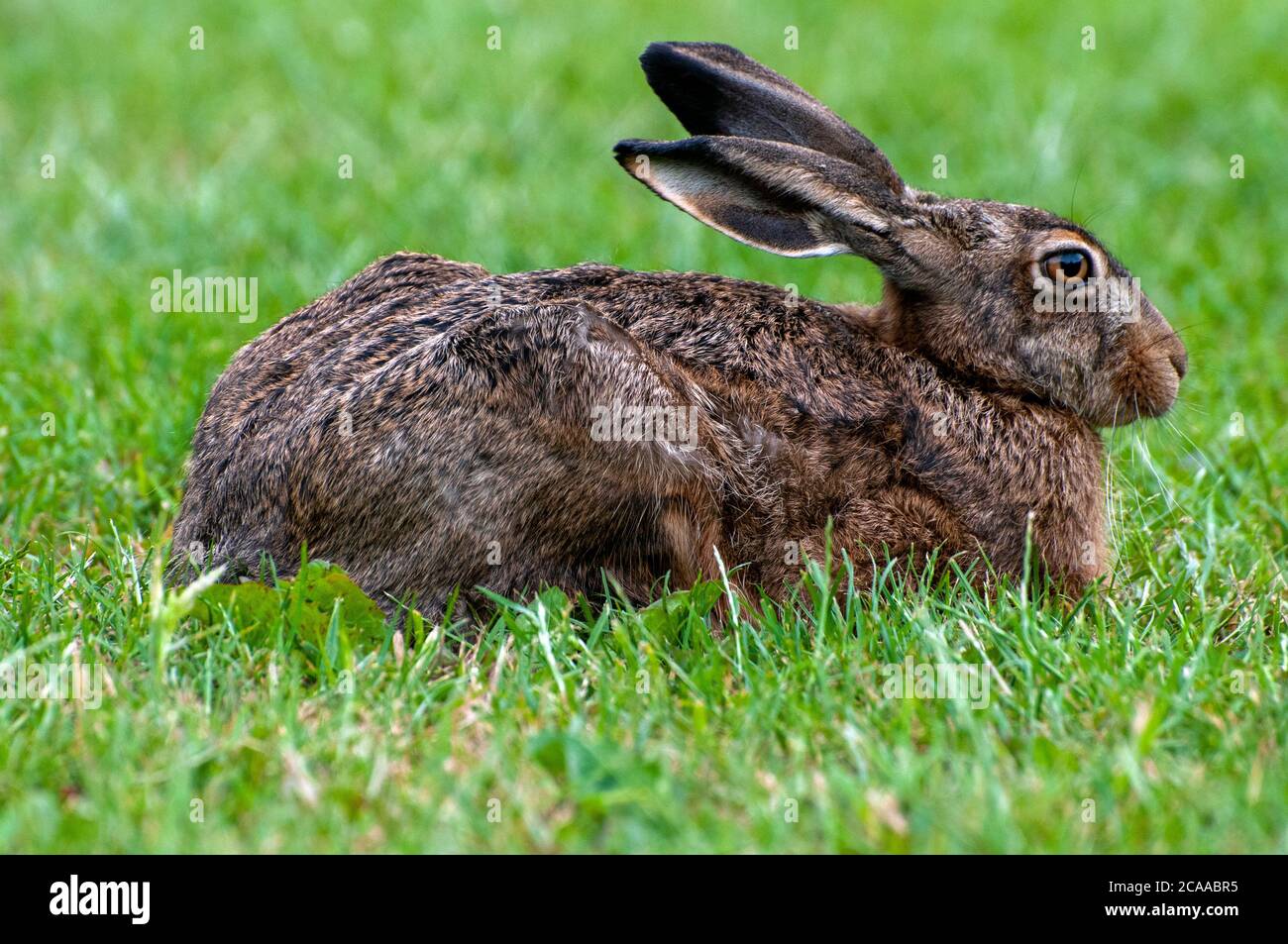 Closeup side view of a brown hare lying in the grass Stock Photo - Alamy
