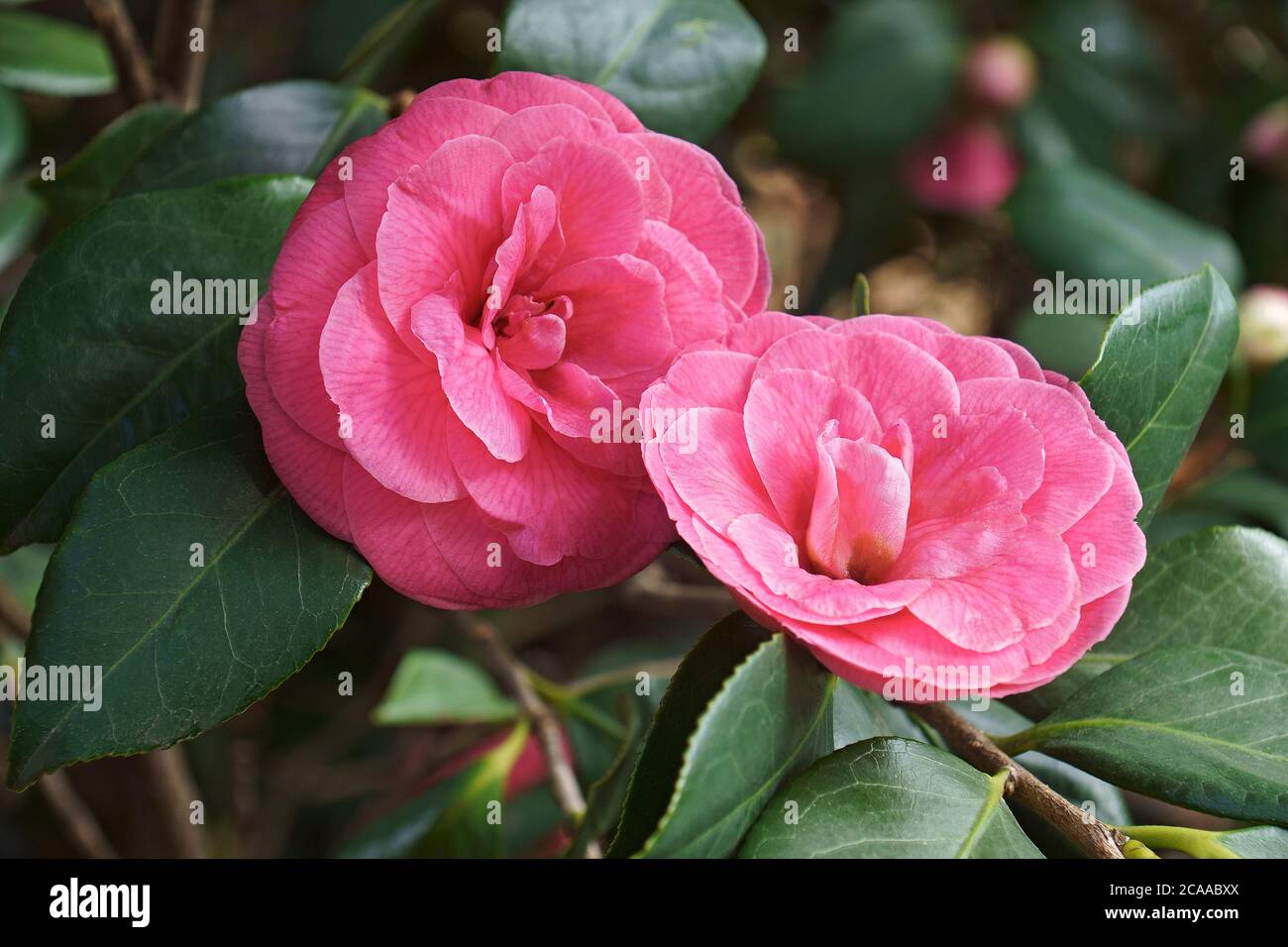 Jerry Hill Japanese Camellia (Camellia japonica 'Jerry Hill' Stock ...