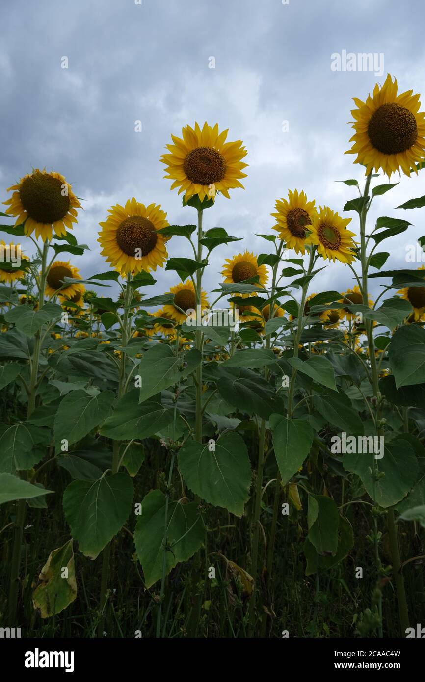 Sunflower natural background hi-res stock photography and images - Alamy