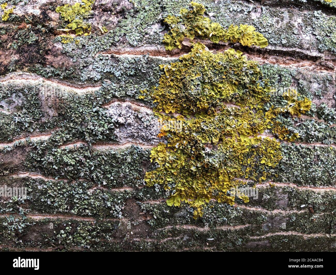 Wood textured background with green moss texture Stock Photo - Alamy