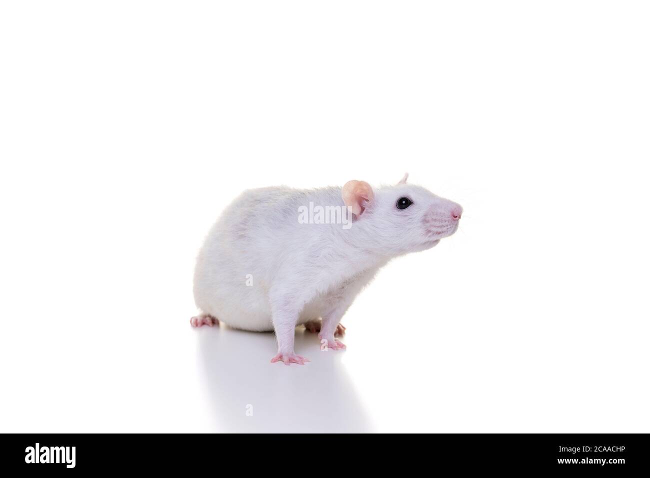 A pretty white domestic rat on a white background seen from the front ...