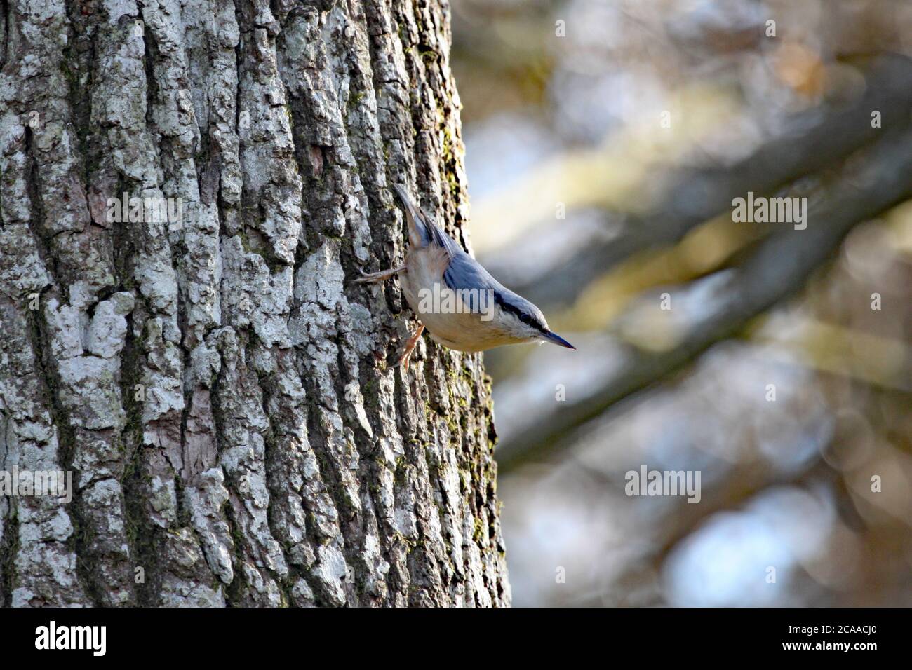 Brown creeper bird watching hi-res stock photography and images - Alamy