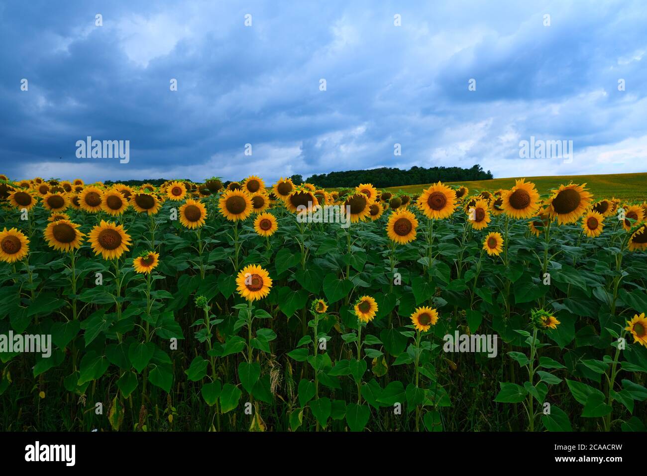 Sunflower field landscape. field of blooming sunflowers on a background ...