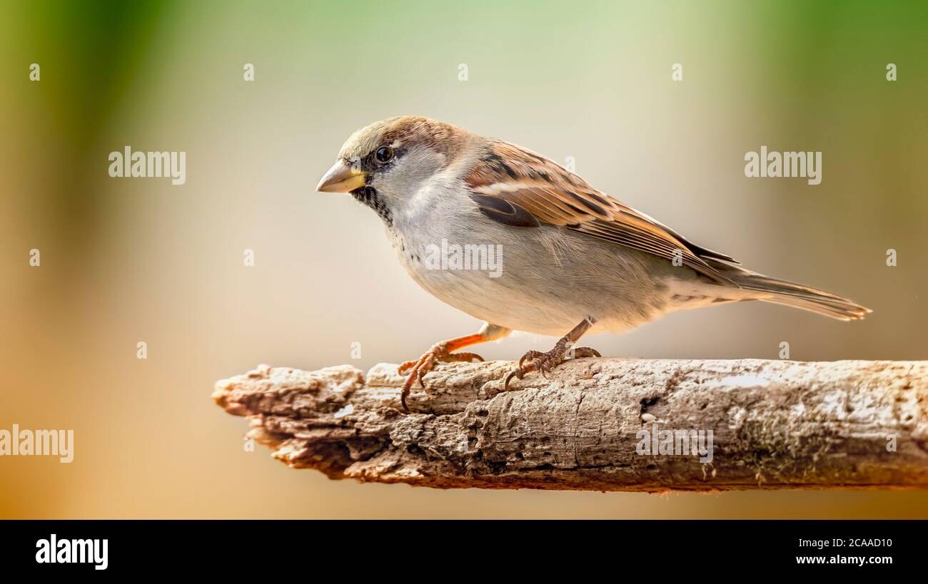 Passer sparrow feather close up hi-res stock photography and images - Alamy