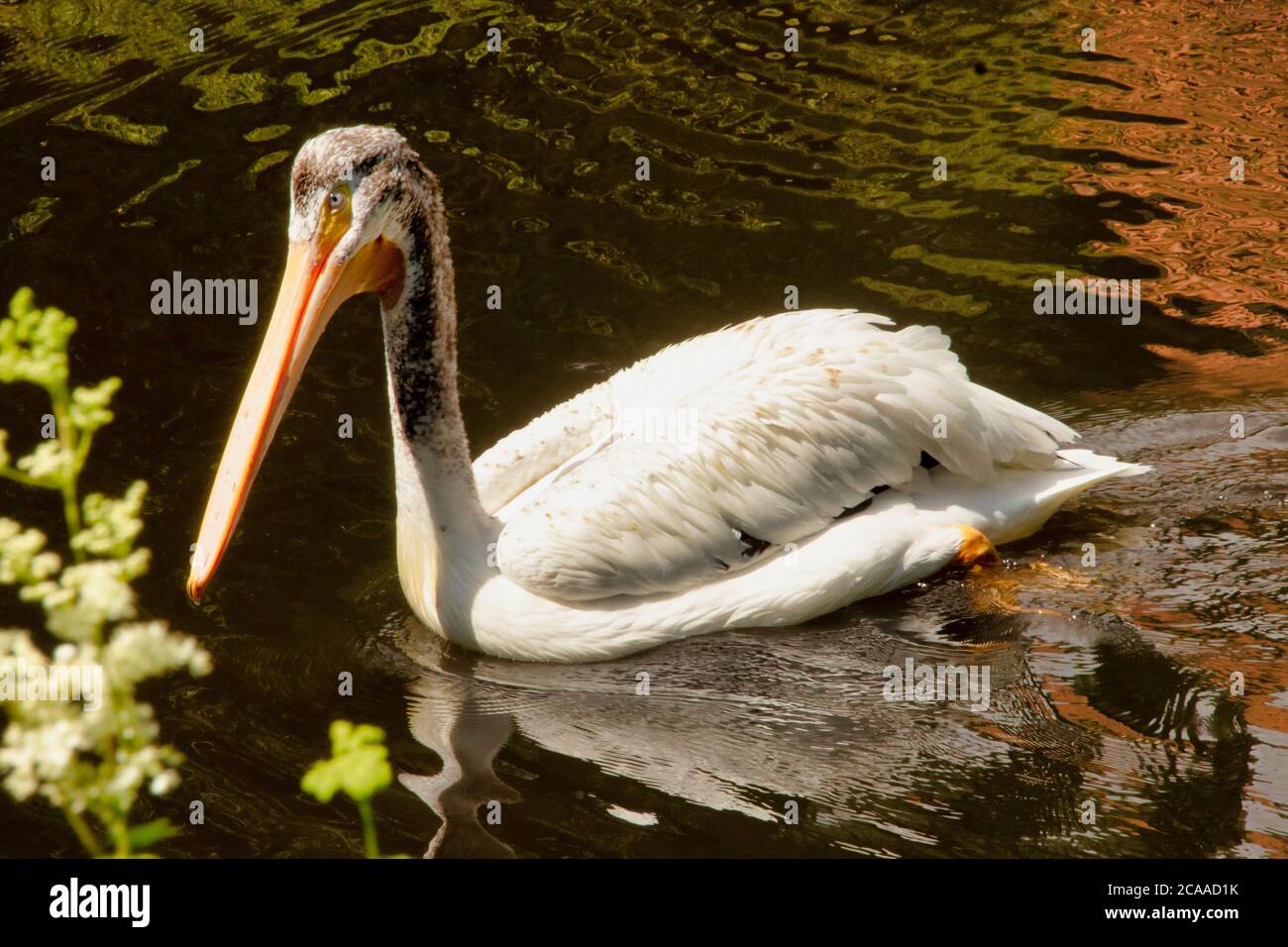 Side view of a swimming in the pond Stock Photo - Alamy