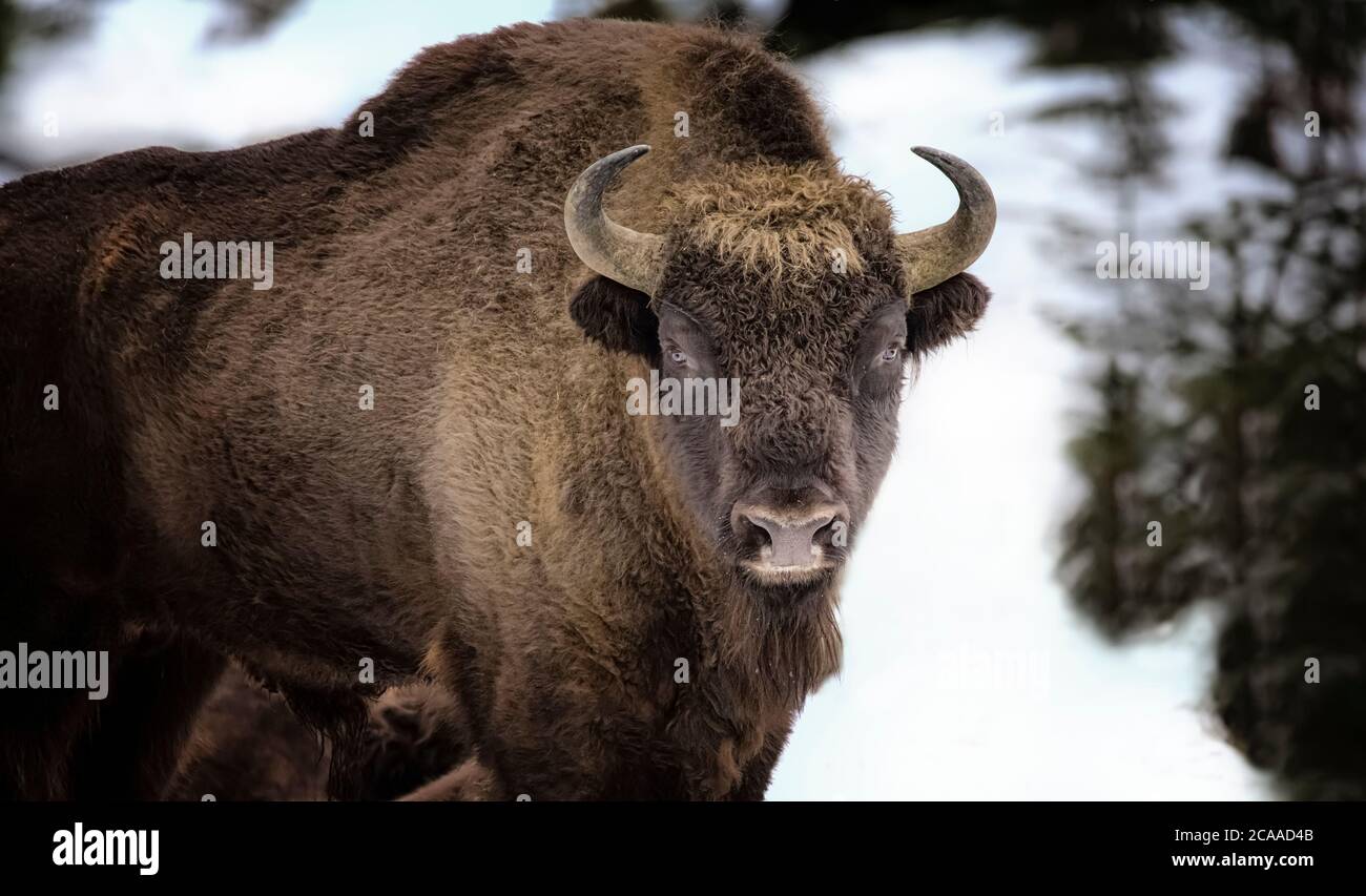 Bialowieza wald hi-res stock photography and images - Alamy