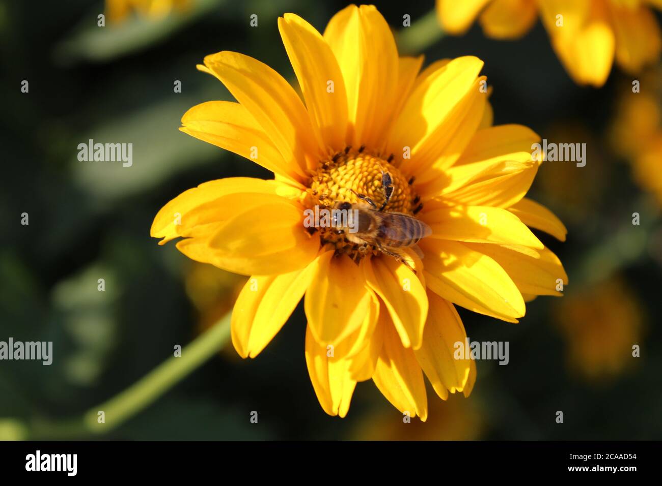 bee wasp bumblebee insect sitting eating drinking nectar on a bright ...