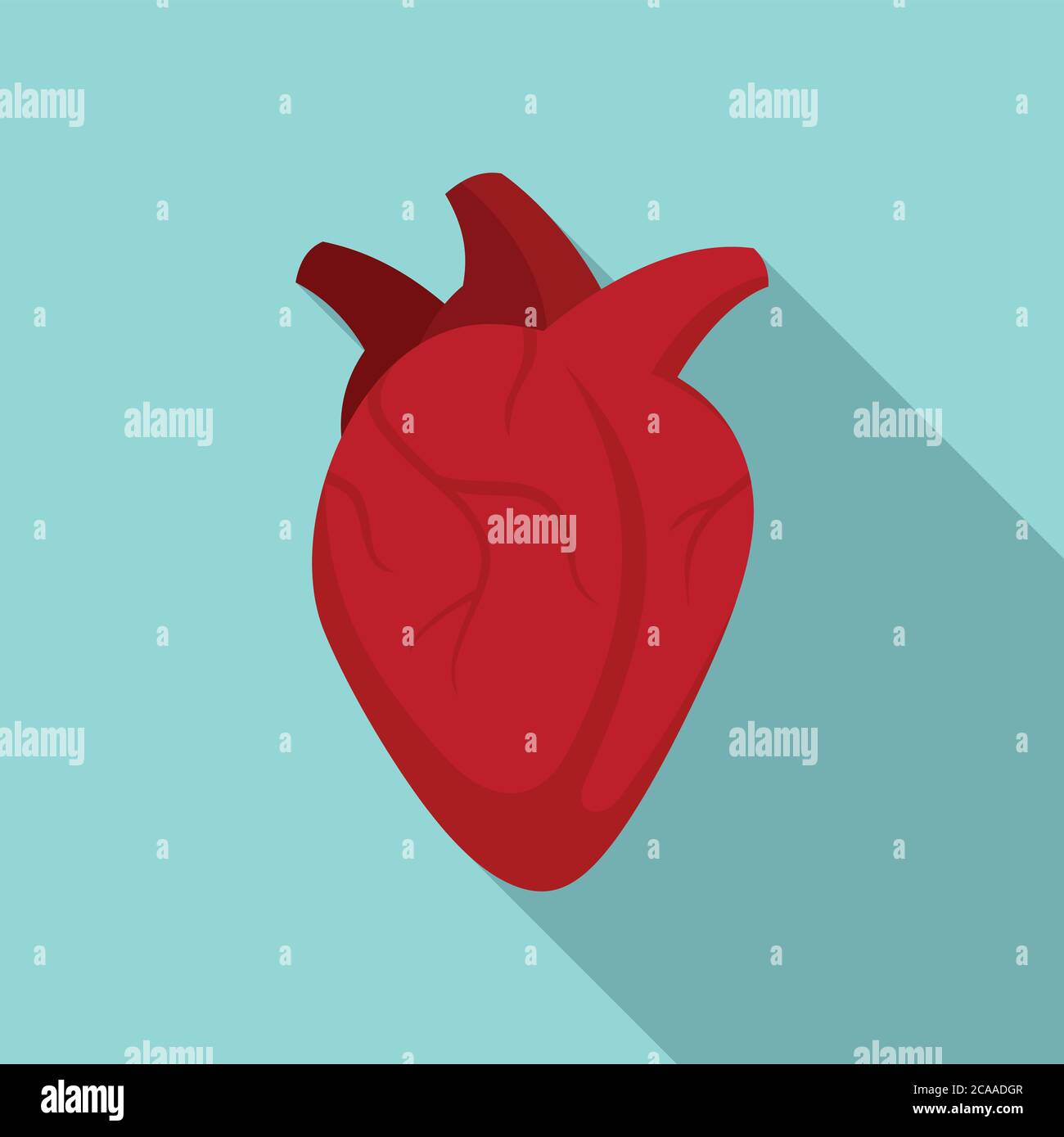 Heart right ventricle right atrium Stock Vector Images - Alamy