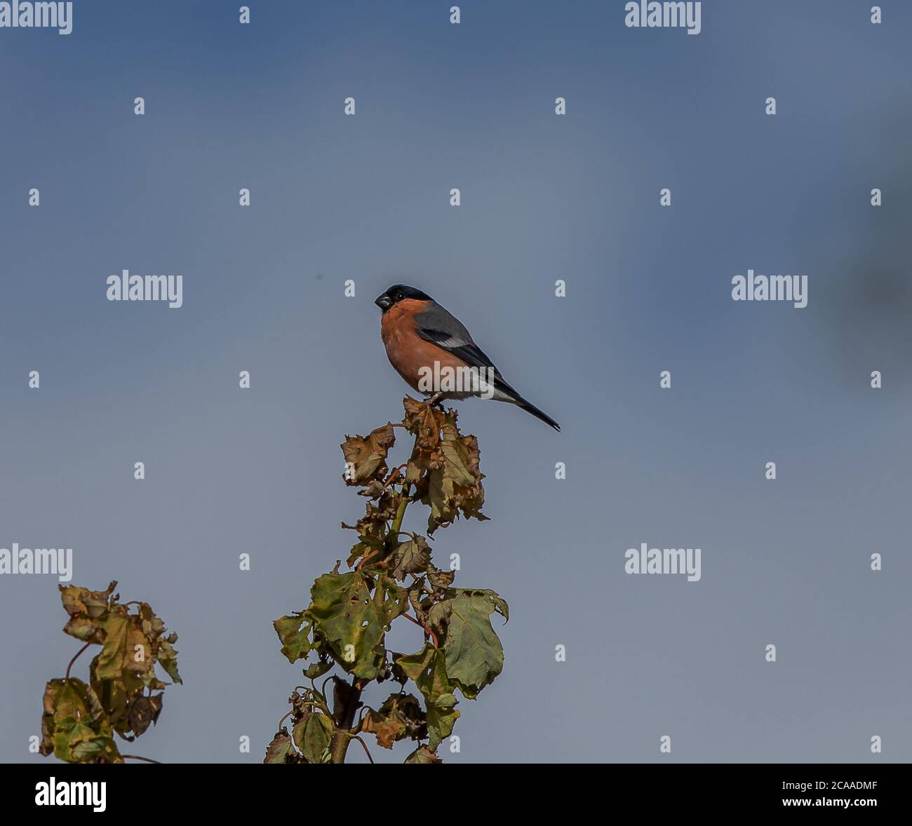 Bullfinch in open countryside hi-res stock photography and images - Alamy