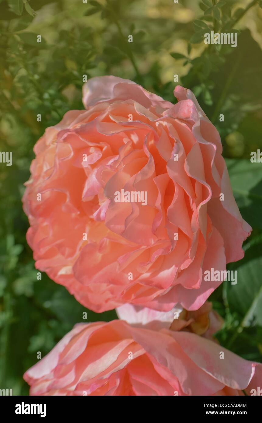 Orange flowering rosa in garden. Blooming orange English rose Stock ...