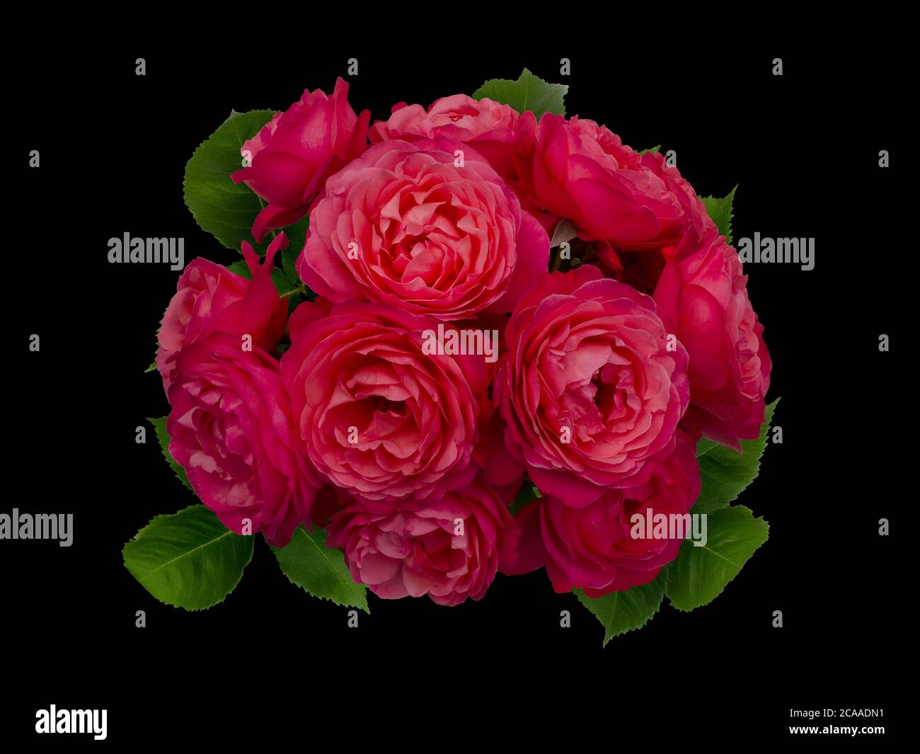 Scarlet rose flowers arrangement isolated on black background Stock ...