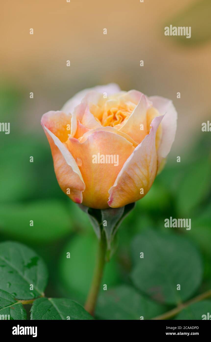Orange rose growing. Close up of orange rose. Many orange roses in ...