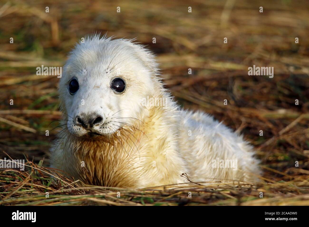 Seal cub hi-res stock photography and images - Alamy