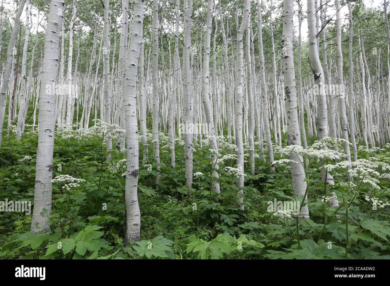 Aspen tree flower hi-res stock photography and images - Alamy
