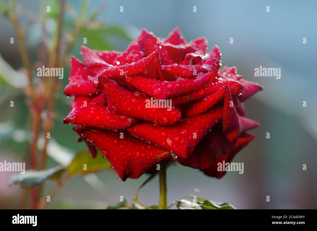 Natural red roses background. Red rose flower background Stock Photo ...