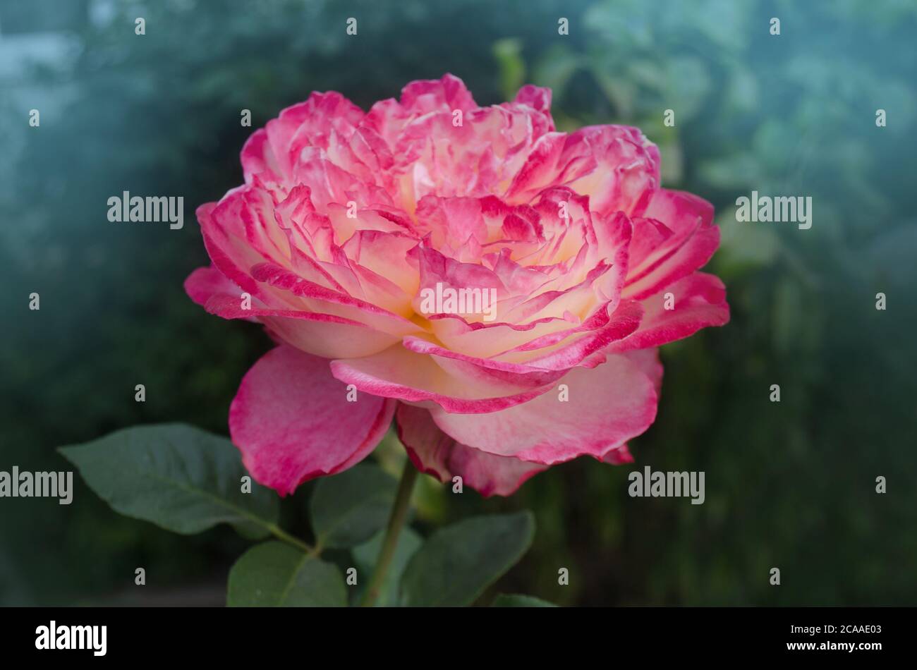Rose with two colors in a single flower. Two tone blooming flower ...