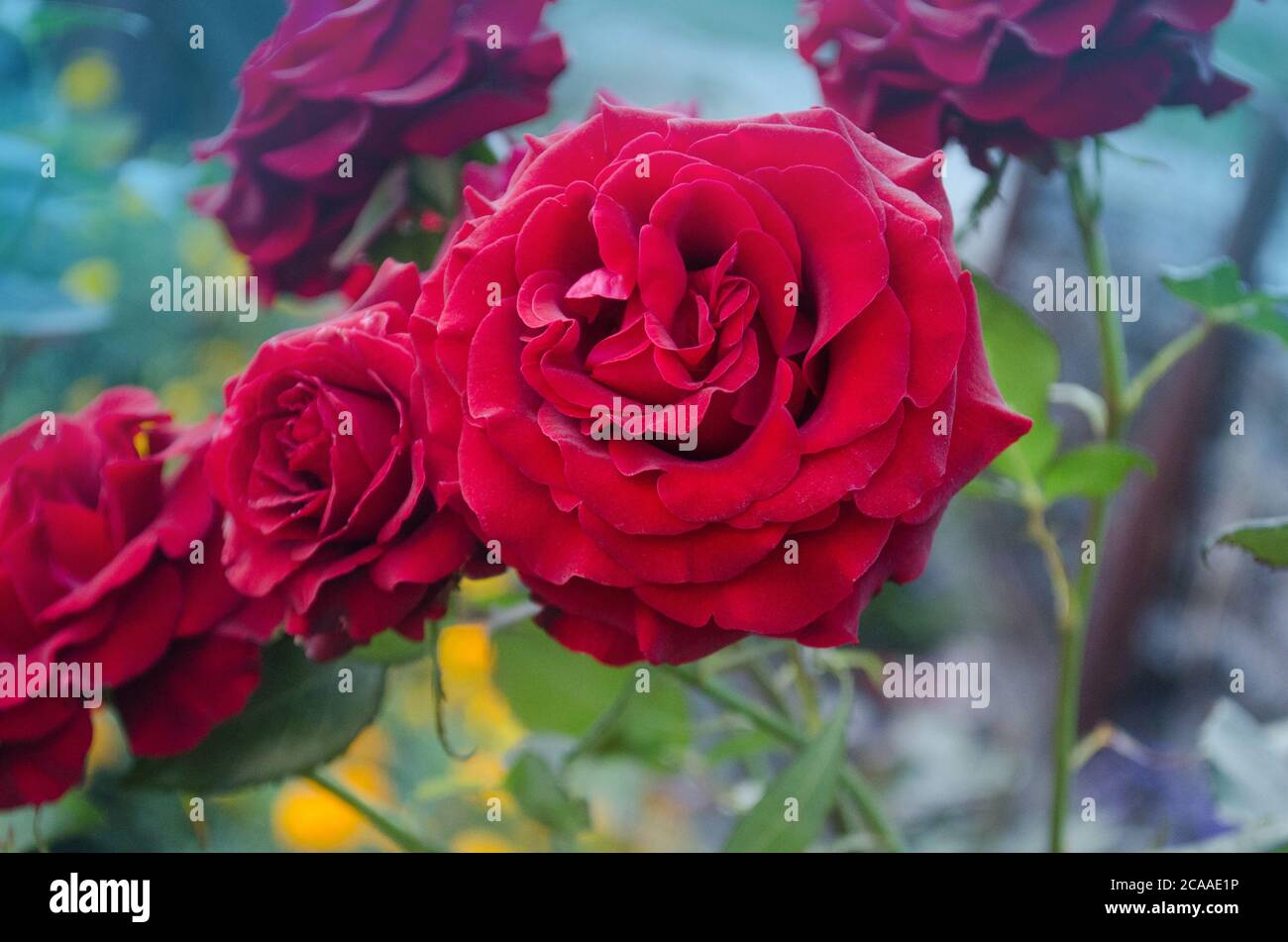 Red rose flower background. Red roses on a bush in a garden. Red rose ...