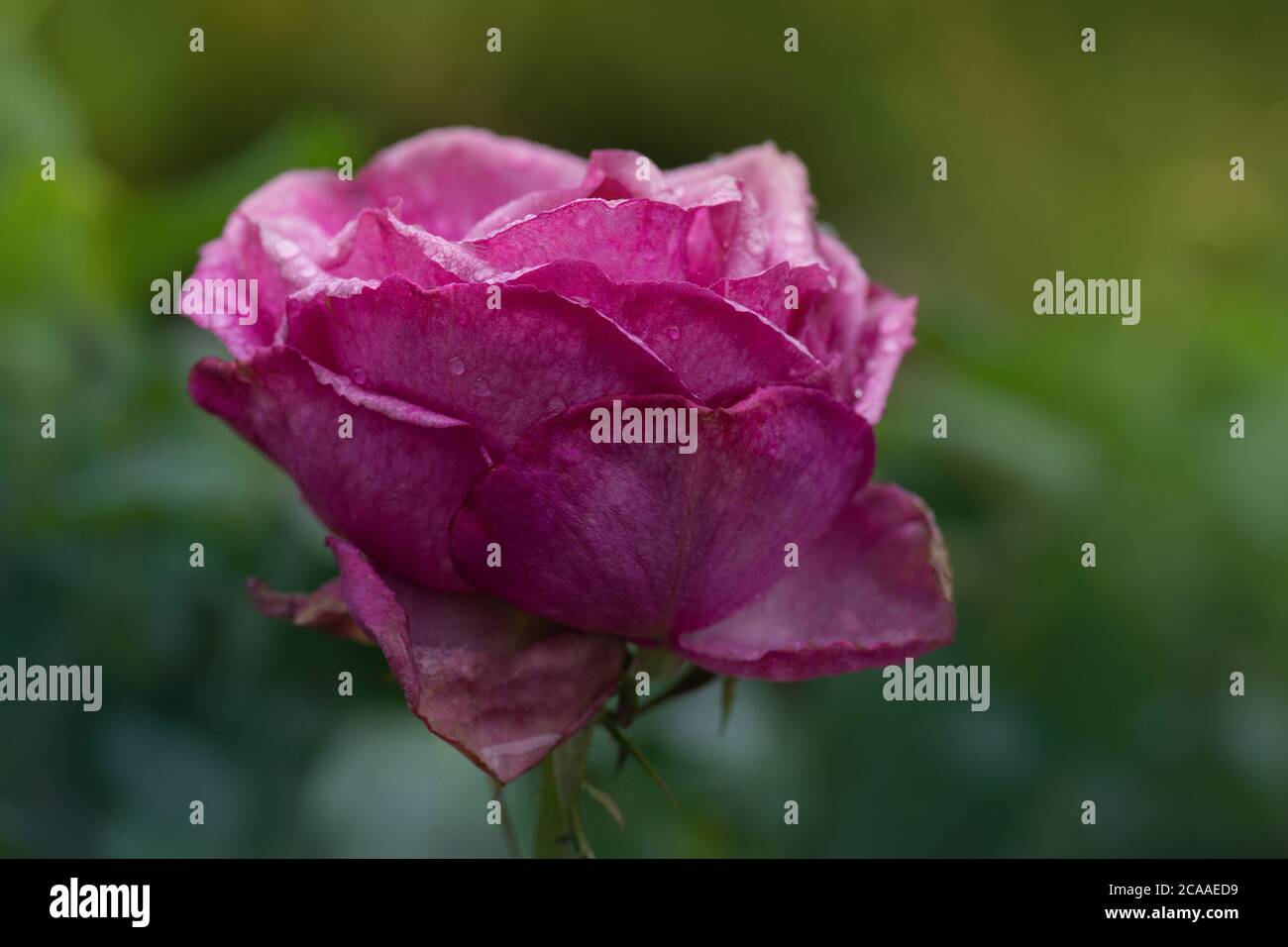 Symbol of a withering feminine beauty. Withered rose in the garden ...