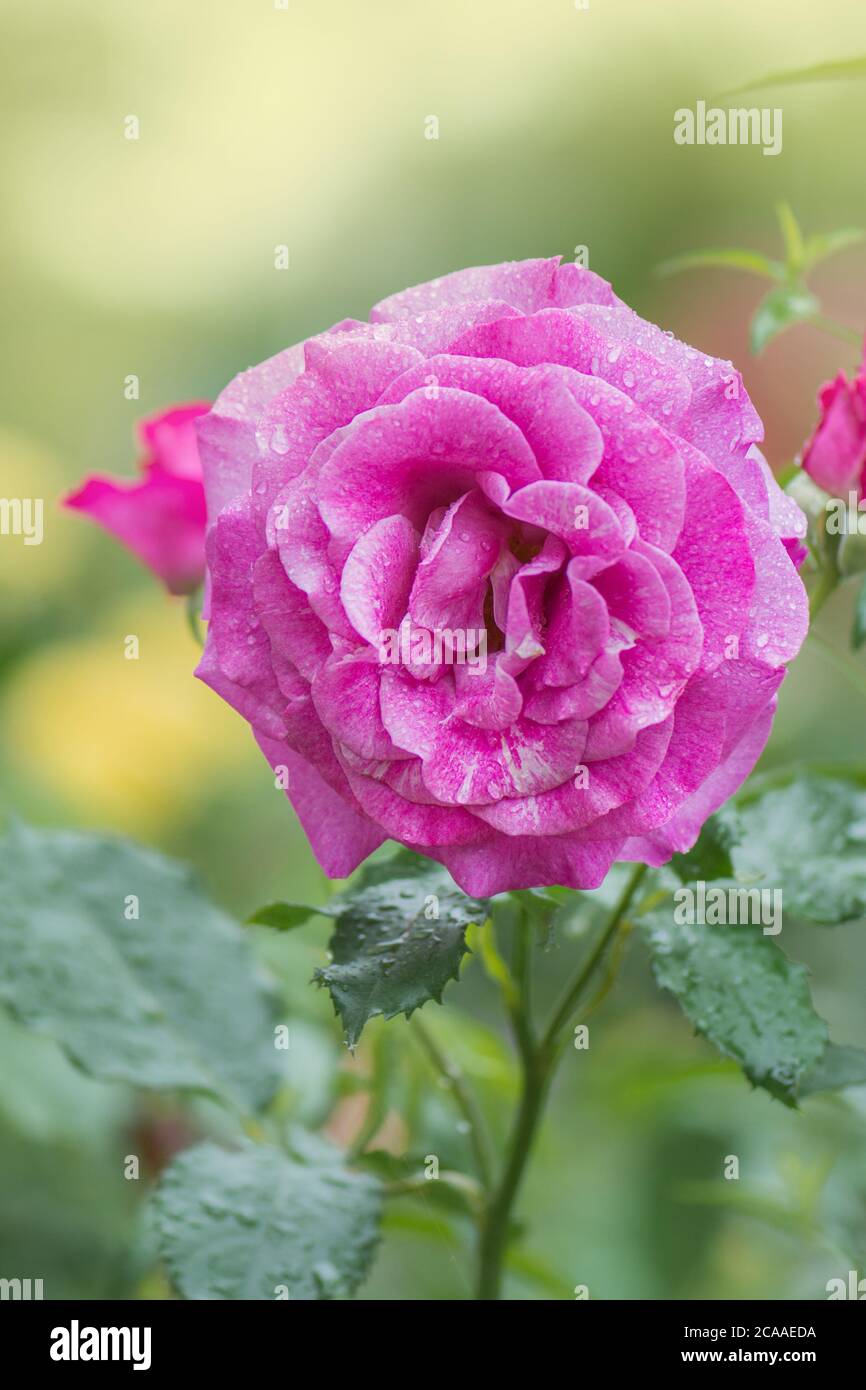 Purple lavender roses flowers in garden. Nil Bleu rose blooming Stock ...