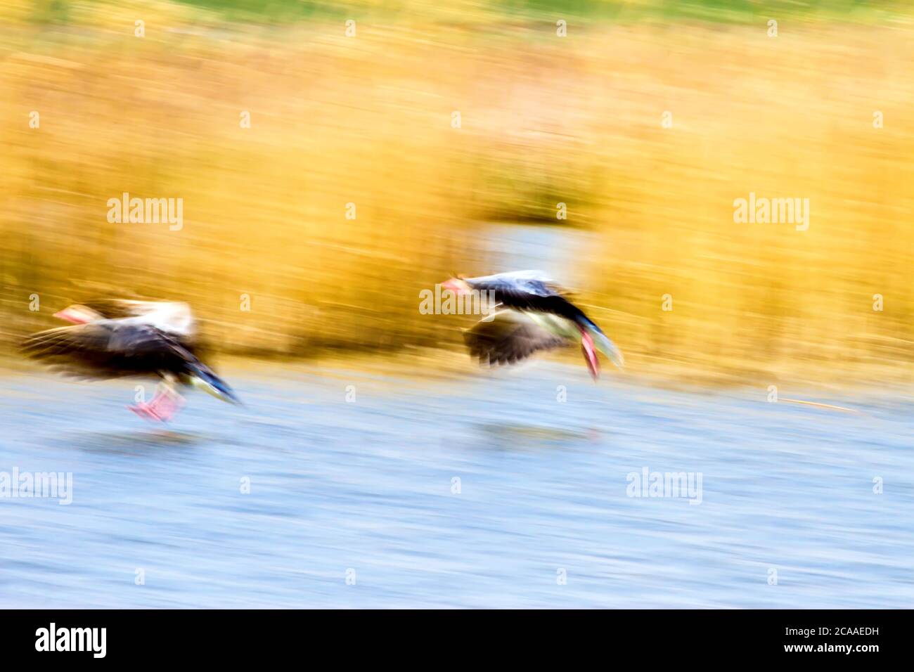 Flying birds. Abstract Nature. Motion blur. Natural background Stock ...