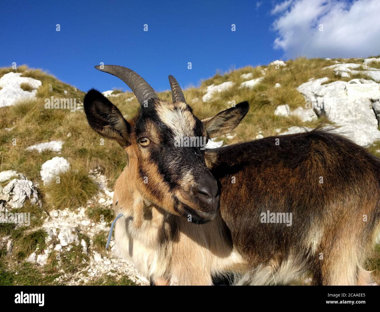 Cheeky goat hi-res stock photography and images - Alamy