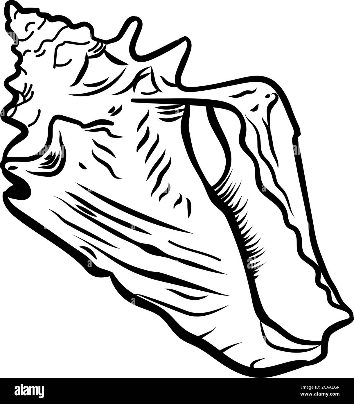 Angular murex seashell hand drawn illustration Stock Vector Image & Art ...