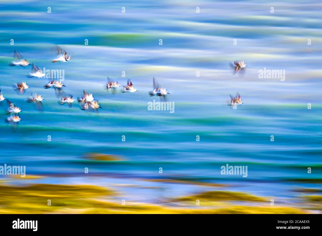 Flying birds. Abstract Nature. Motion blur. Blue nature background ...