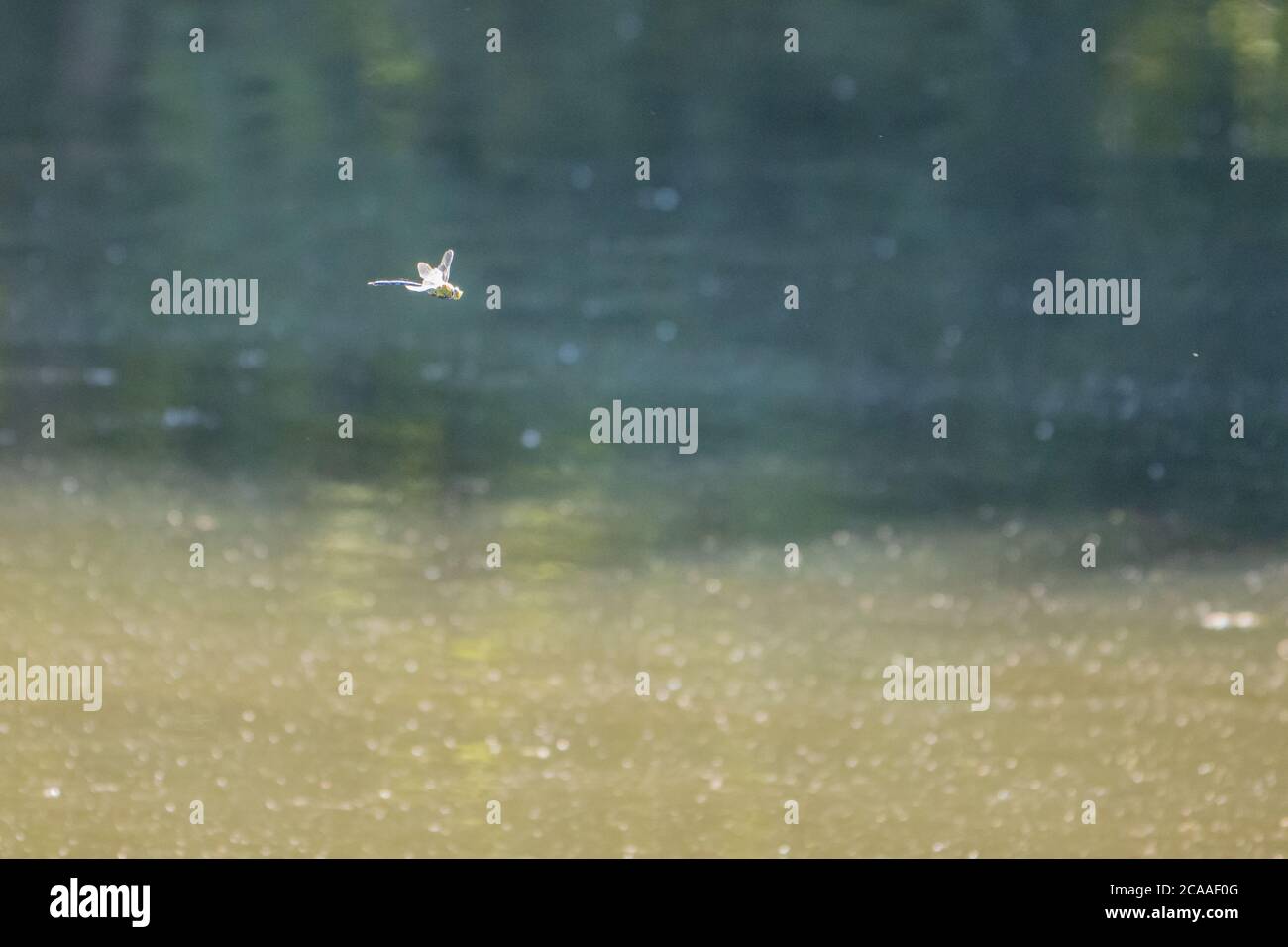 Dragon flies lake hi-res stock photography and images - Alamy