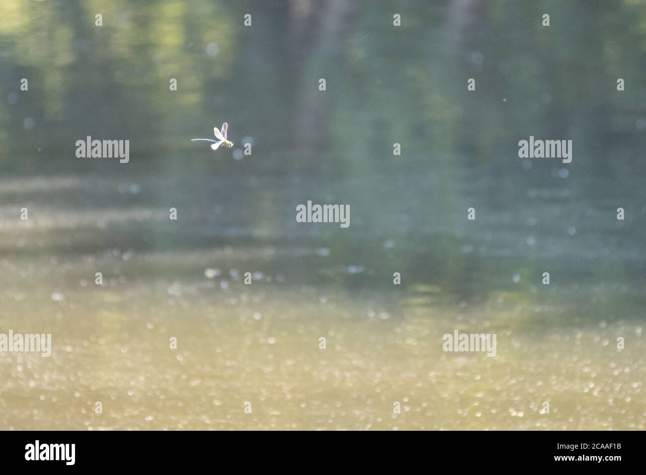 Dragon flies lake hi-res stock photography and images - Alamy