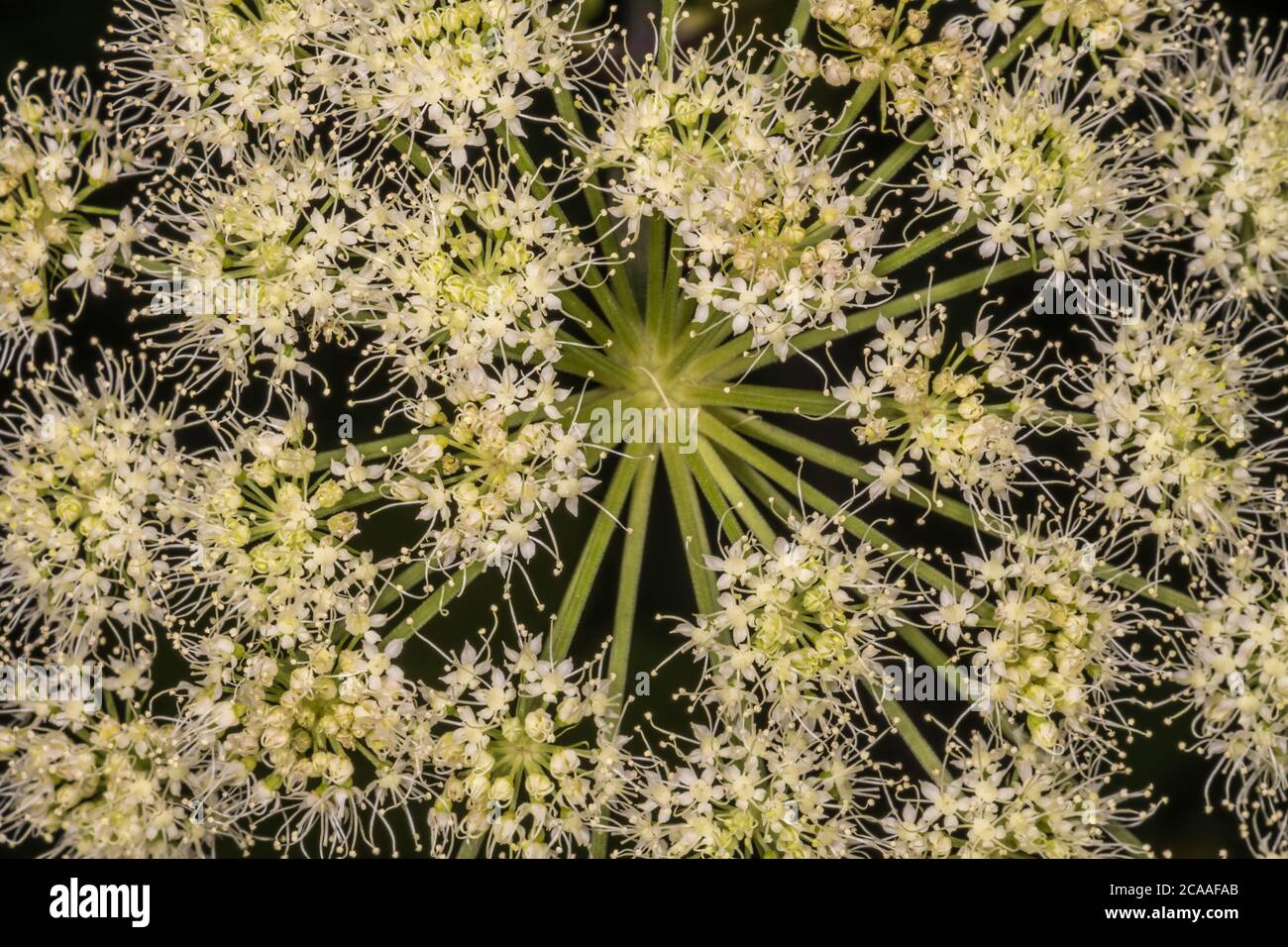 White Flower of an Apiaceae Plant Stock Photo - Alamy