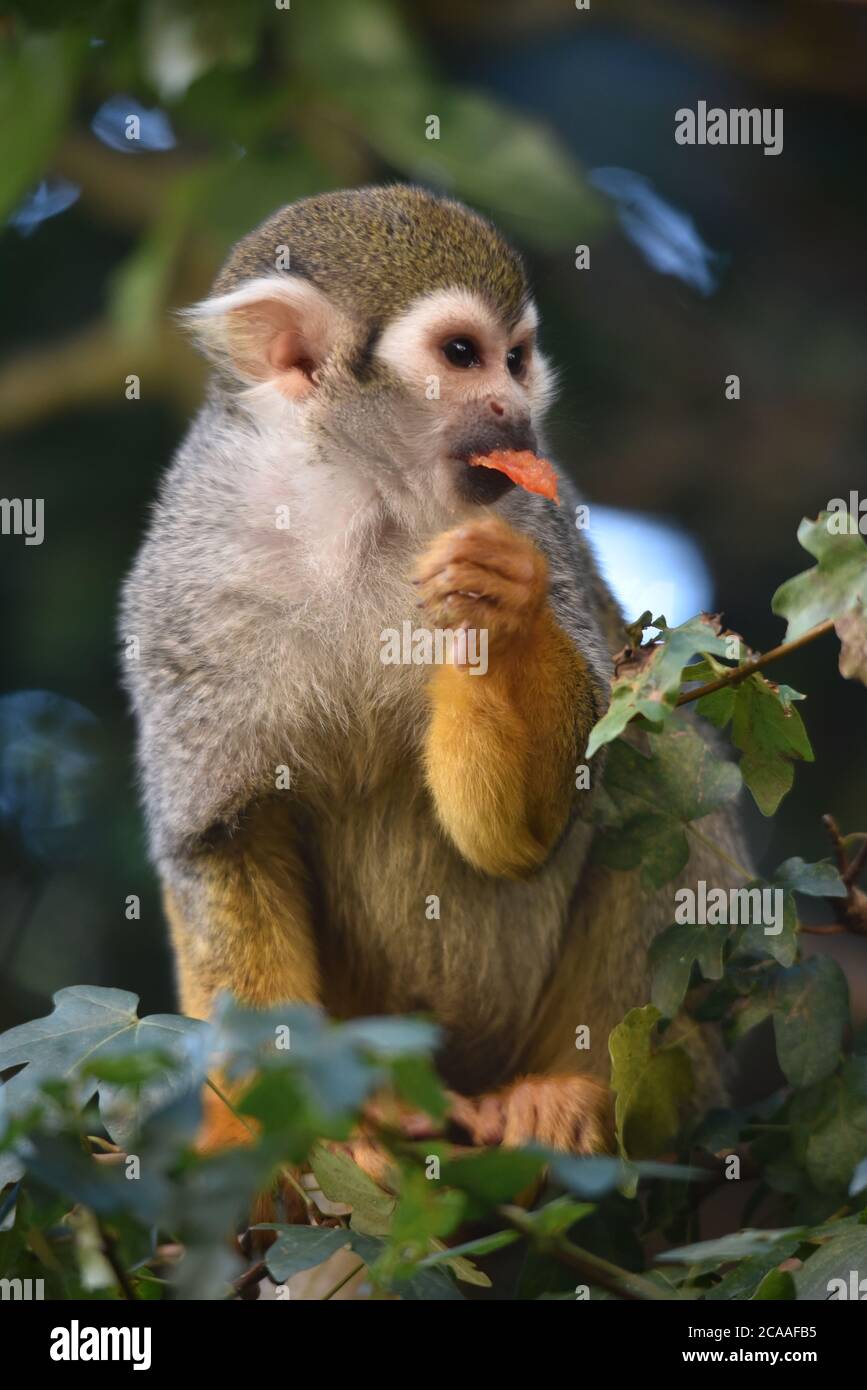 Monkey big eyes hi-res stock photography and images - Alamy