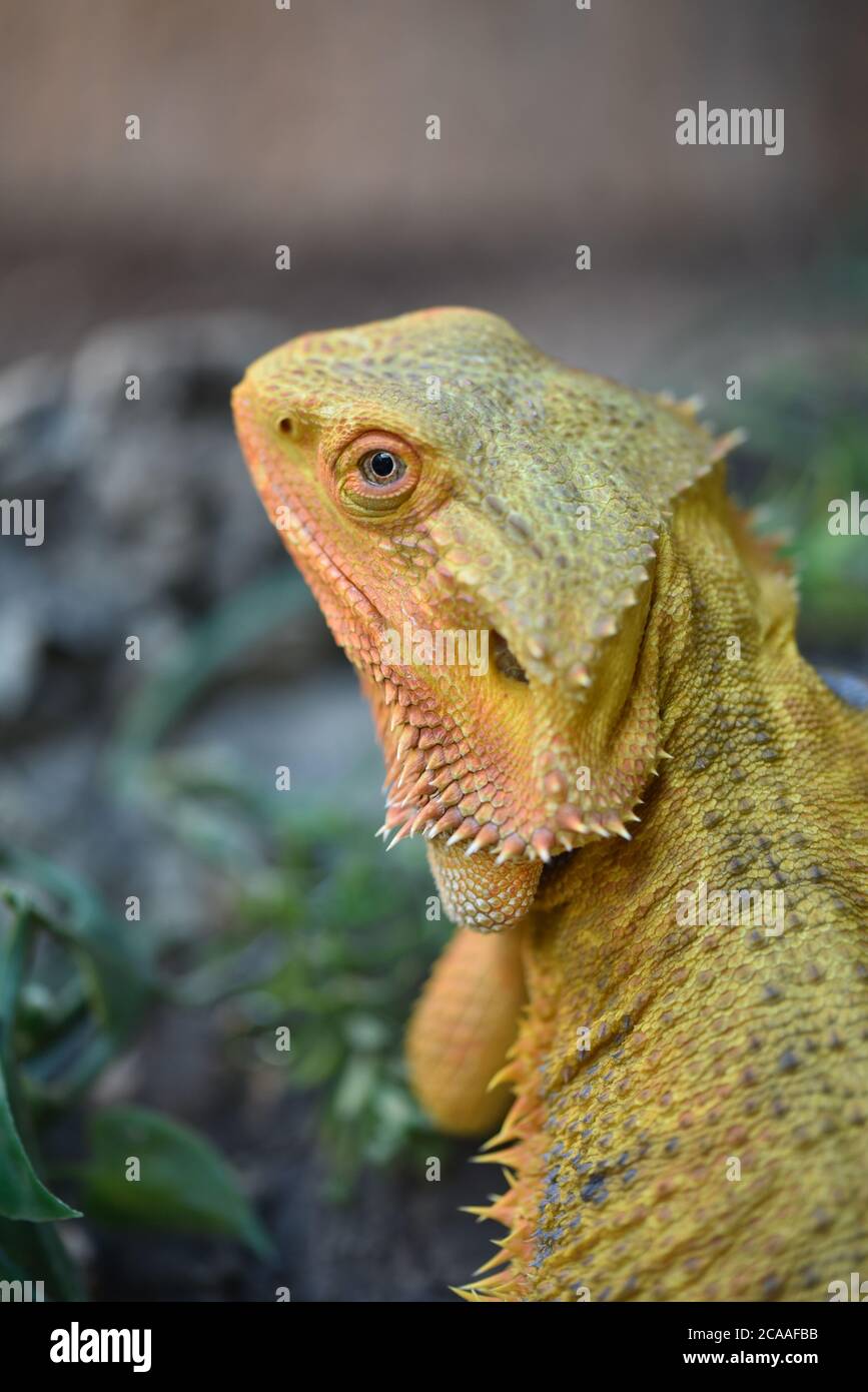Lizard poster hi-res stock photography and images - Alamy