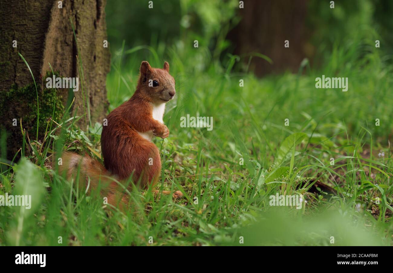 Cute little squirrel looking at the Camera Stock Photo - Alamy