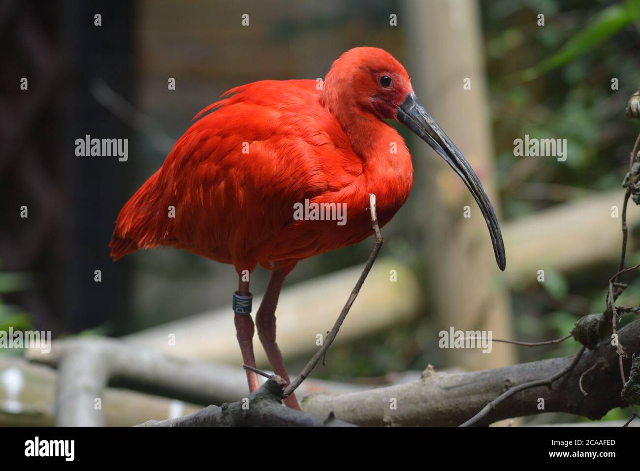 Cute bird photo and image hi-res stock photography and images - Alamy