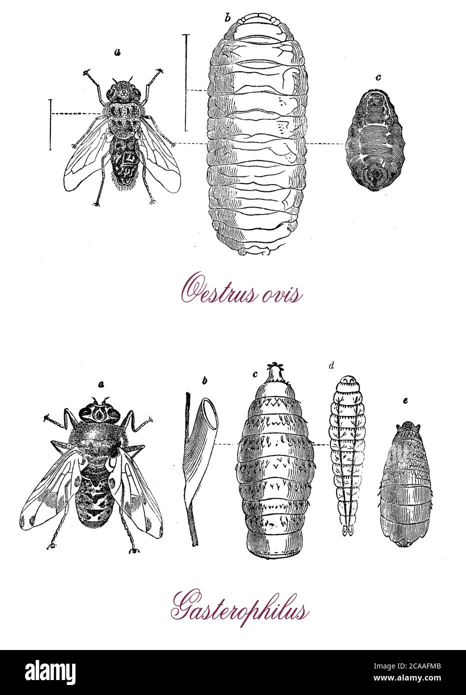 Sheep botfly hi-res stock photography and images - Alamy