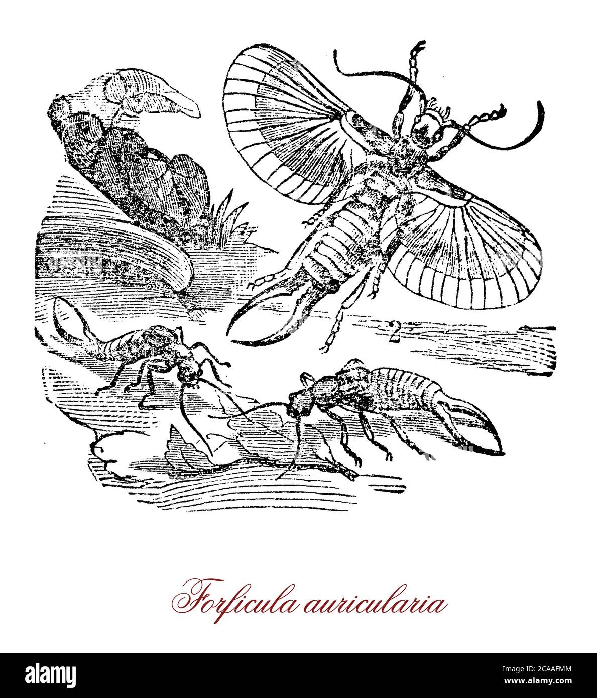 Common earwig european earwig forficula hi-res stock photography and ...