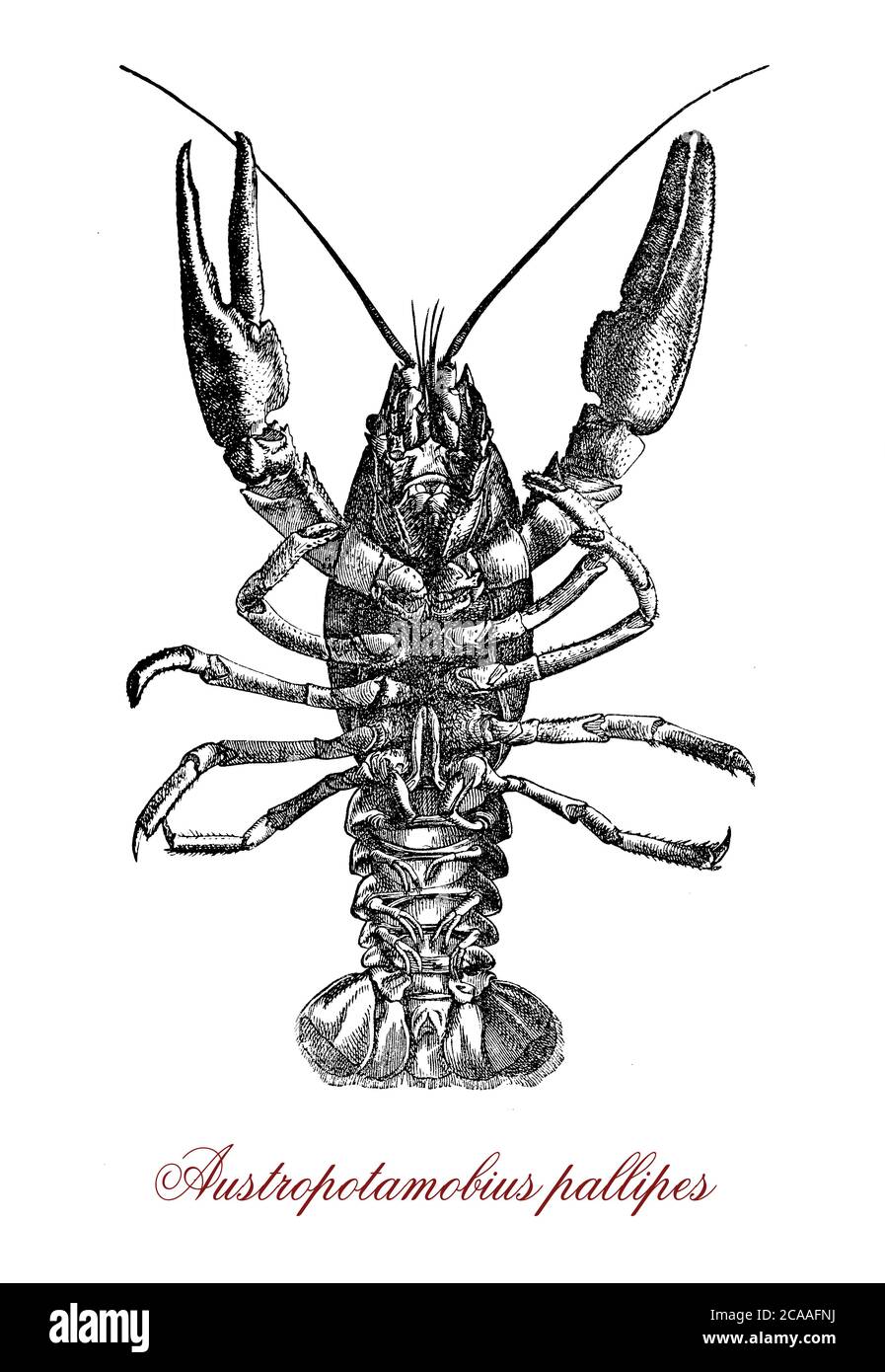 Rare crawfish species Cut Out Stock Images & Pictures - Alamy