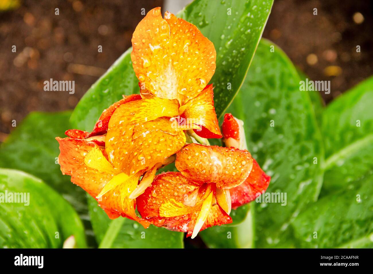 View of an orange edible canna, Latin Canna hybrid Stock Photo - Alamy