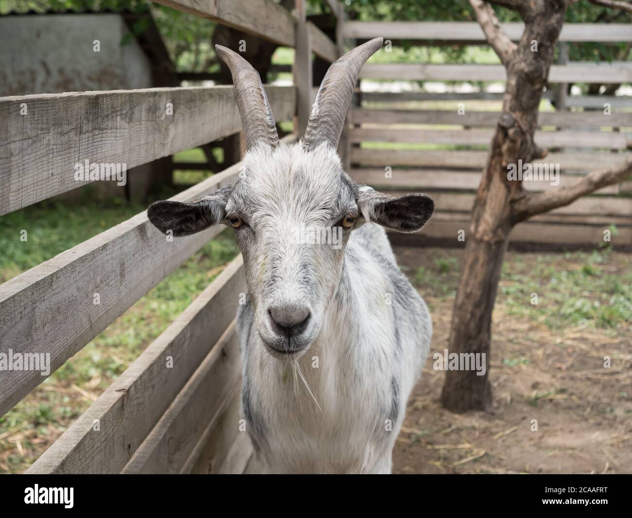 A goat in a close-up paddock. Pet Stock Photo - Alamy