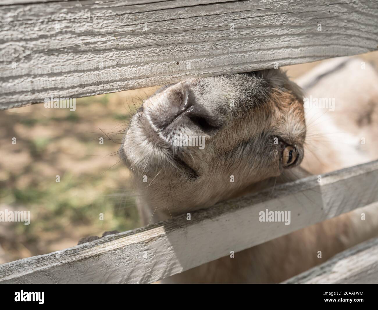 A goat peeks out from behind a wooden paddock. Animal muzzle Stock ...