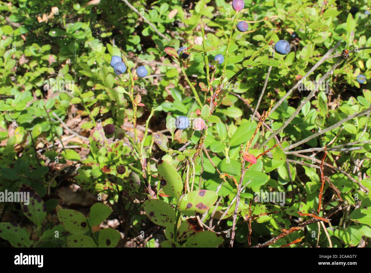 blueberry bushes with blueberry berries small blue in the forest close ...