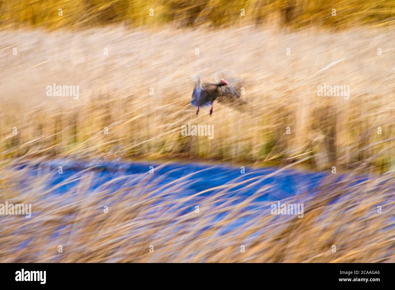 Flying birds. Abstract Nature. Motion blur. Natural background Stock ...