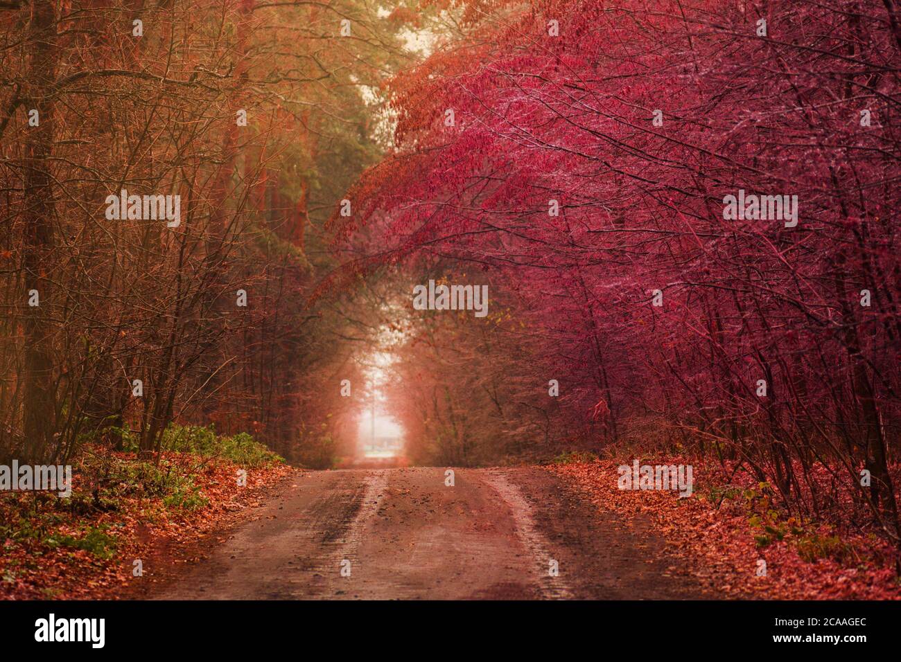 Beautiful autumn romantic tree tunnel. Natural tree tunnel in Ukraine ...